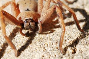 Сольпуга (98 фото) - описание, виды, размеры, укус и опасность для человека