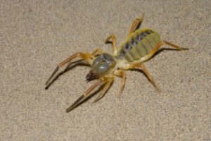 Сольпуга (98 фото) - описание, виды, размеры, укус и опасность для человека