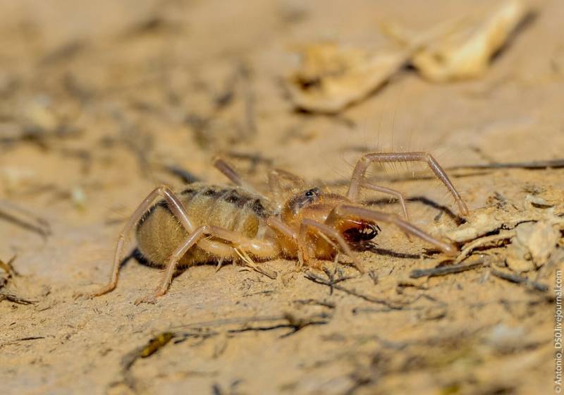 Сольпуга (98 фото) - описание, виды, размеры, укус и опасность для человека