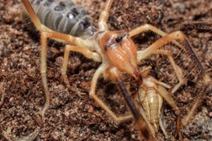 Сольпуга (98 фото) - описание, виды, размеры, укус и опасность для человека
