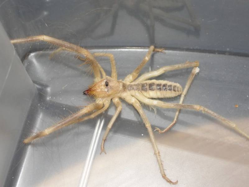 Сольпуга (98 фото) - описание, виды, размеры, укус и опасность для человека