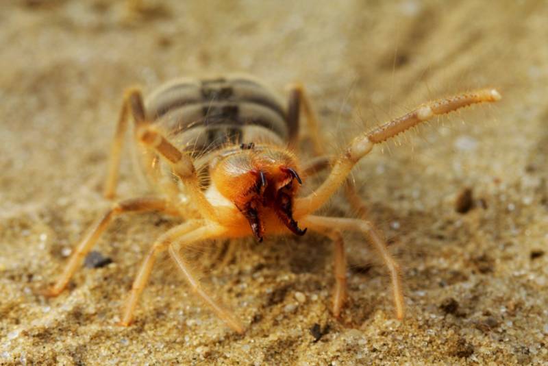 Сольпуга (98 фото) - описание, виды, размеры, укус и опасность для человека