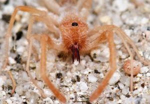 Сольпуга (98 фото) - описание, виды, размеры, укус и опасность для человека