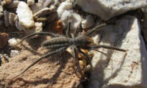 Сольпуга (98 фото) - описание, виды, размеры, укус и опасность для человека