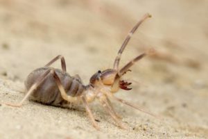 Сольпуга (98 фото) - описание, виды, размеры, укус и опасность для человека