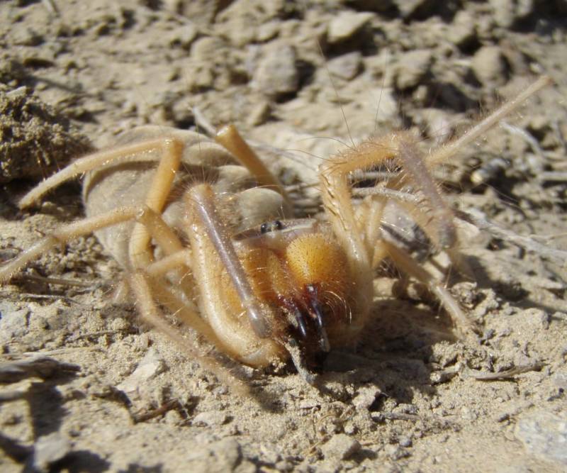 Сольпуга (98 фото) - описание, виды, размеры, укус и опасность для человека