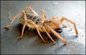 Сольпуга (98 фото) - описание, виды, размеры, укус и опасность для человека