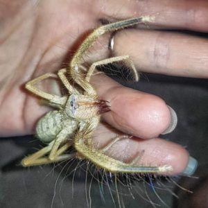 Сольпуга (98 фото) - описание, виды, размеры, укус и опасность для человека