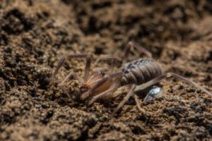 Сольпуга (98 фото) - описание, виды, размеры, укус и опасность для человека