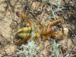 Сольпуга (98 фото) - описание, виды, размеры, укус и опасность для человека