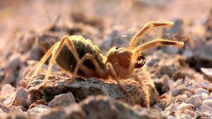 Сольпуга (98 фото) - описание, виды, размеры, укус и опасность для человека