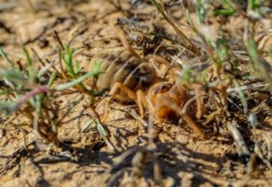 Сольпуга (98 фото) - описание, виды, размеры, укус и опасность для человека