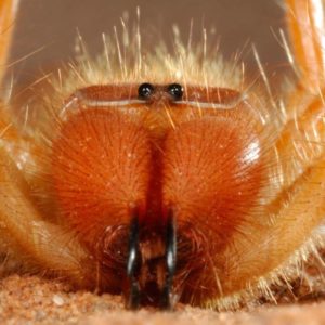 Сольпуга (98 фото) - описание, виды, размеры, укус и опасность для человека