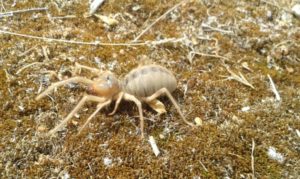 Сольпуга (98 фото) - описание, виды, размеры, укус и опасность для человека