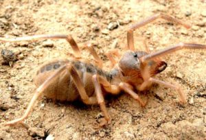 Сольпуга (98 фото) - описание, виды, размеры, укус и опасность для человека