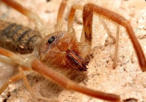 Сольпуга (98 фото) - описание, виды, размеры, укус и опасность для человека