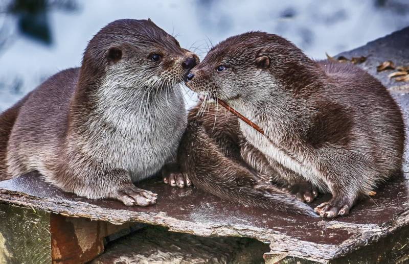 Выдра (96 фото) - описание животного, где обитает, чем питается ...