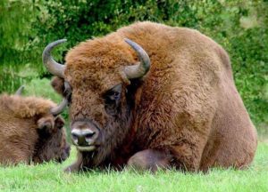 Зубр (96 фото) - описание животного, где обитает, размер, вес, чем питается и красная книга