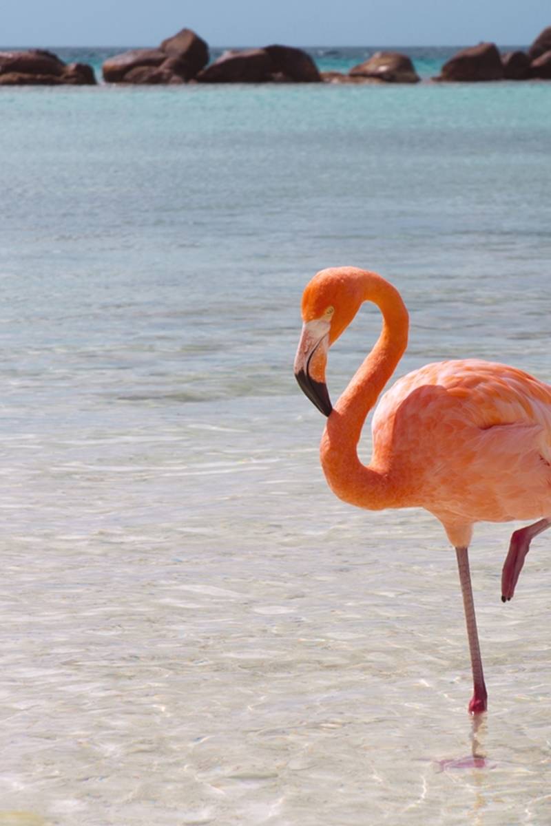 Фламинго (80 фото) - интересные факты, описание, летают или нет, птица и Красная книга