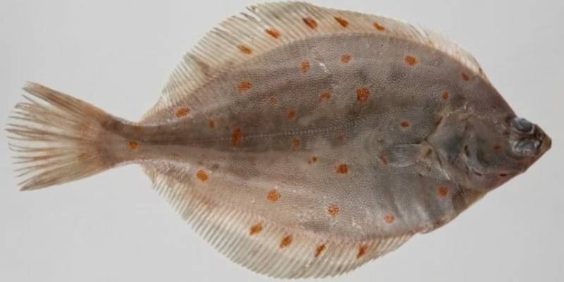 Камбала (75 фото) - описание рыбы, виды, где обитает, размер