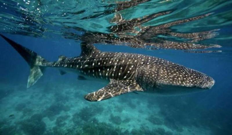 Китовая акула (75 фото) - как выглядит, размер, вес, зубы китовой акулы ...