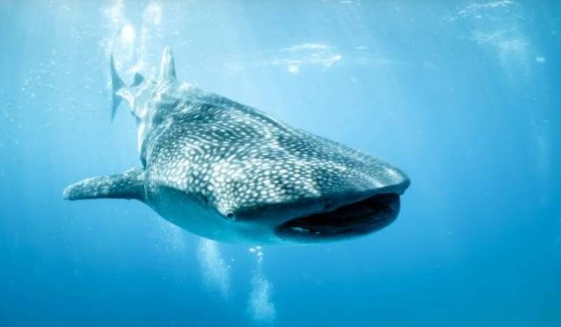 Китовая акула (75 фото) - как выглядит, размер, вес, зубы китовой акулы ...