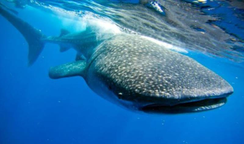 Китовая акула (75 фото) - как выглядит, размер, вес, зубы китовой акулы ...