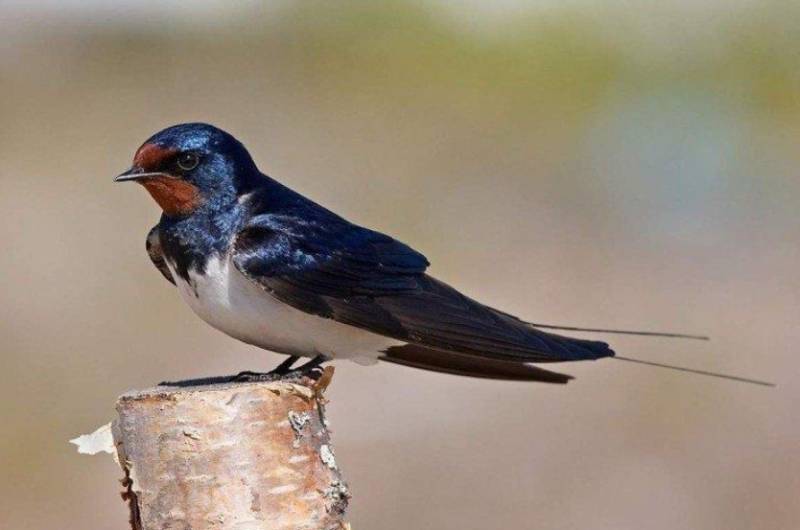 Ласточка (85 фото) - описание, размеры, перелетная птица или зимующая ...