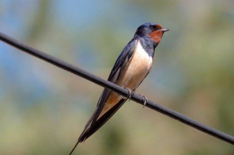 Ласточка (85 фото) - описание, размеры, перелетная птица или зимующая ...