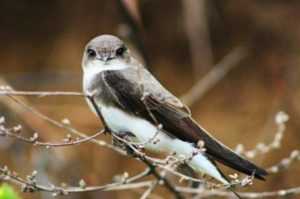 Ласточка (85 фото) - описание, размеры, перелетная птица или зимующая ...