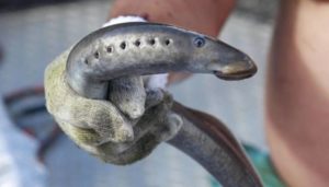 Минога (82 фото) - что за рыба, описание, размножение и содержание в ...