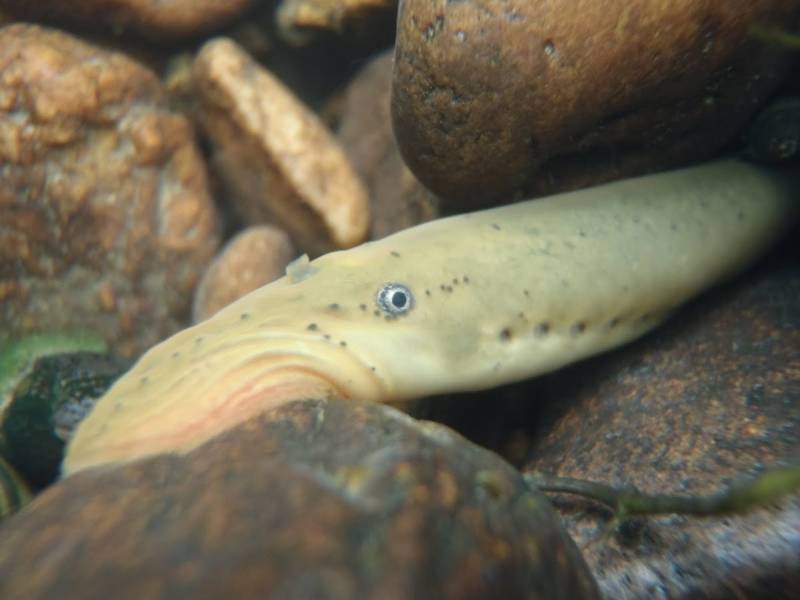 Минога (82 фото) - что за рыба, описание, размножение и содержание в ...