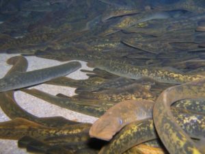 Минога (82 фото) - что за рыба, описание, размножение и содержание в ...