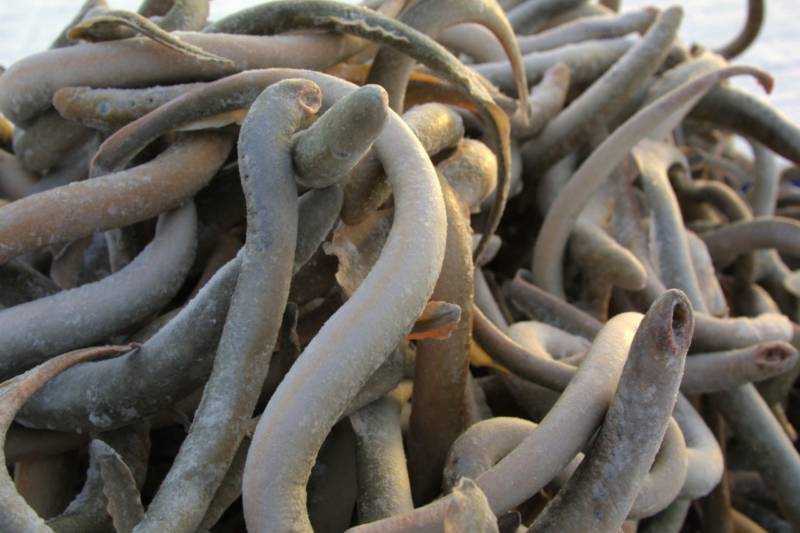 Минога (82 фото) - что за рыба, описание, размножение и содержание в ...