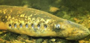 Минога (82 фото) - что за рыба, описание, размножение и содержание в ...