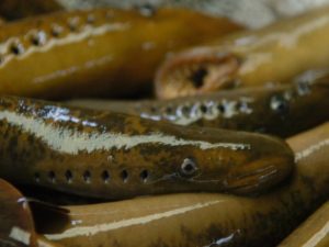 Минога (82 фото) - что за рыба, описание, размножение и содержание в ...