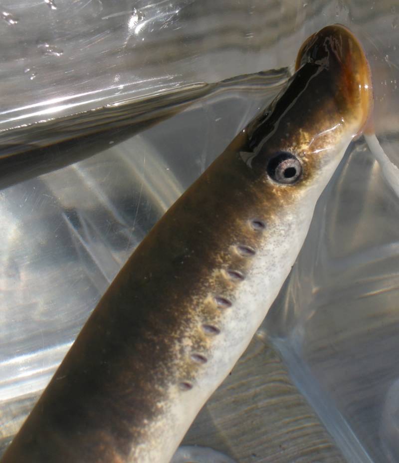 Минога (82 фото) - что за рыба, описание, размножение и содержание в ...