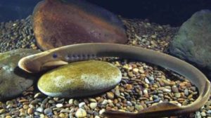 Минога (82 фото) - что за рыба, описание, размножение и содержание в ...