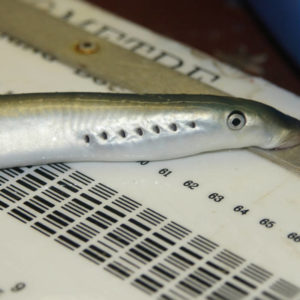 Минога (82 фото) - что за рыба, описание, размножение и содержание в ...