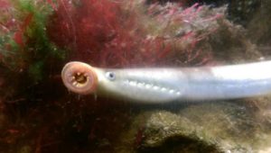 Минога (82 фото) - что за рыба, описание, размножение и содержание в ...