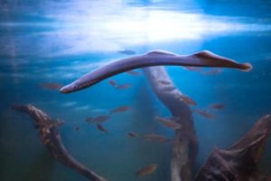 Минога (82 фото) - что за рыба, описание, размножение и содержание в ...