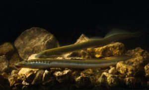 Минога (82 фото) - что за рыба, описание, размножение и содержание в ...