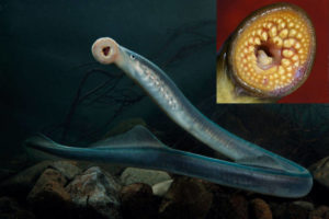 Минога (82 фото) - что за рыба, описание, размножение и содержание в ...