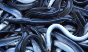 Минога (82 фото) - что за рыба, описание, размножение и содержание в ...