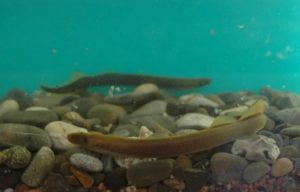 Минога (82 фото) - что за рыба, описание, размножение и содержание в ...