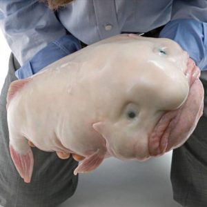 Рыба капля (79 фото) - описание, где обитает, как выглядит, чем питается