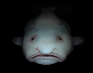 Рыба капля (79 фото) - описание, где обитает, как выглядит, чем питается