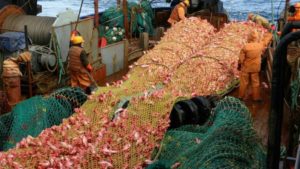 Рыба капля (79 фото) - описание, где обитает, как выглядит, чем питается