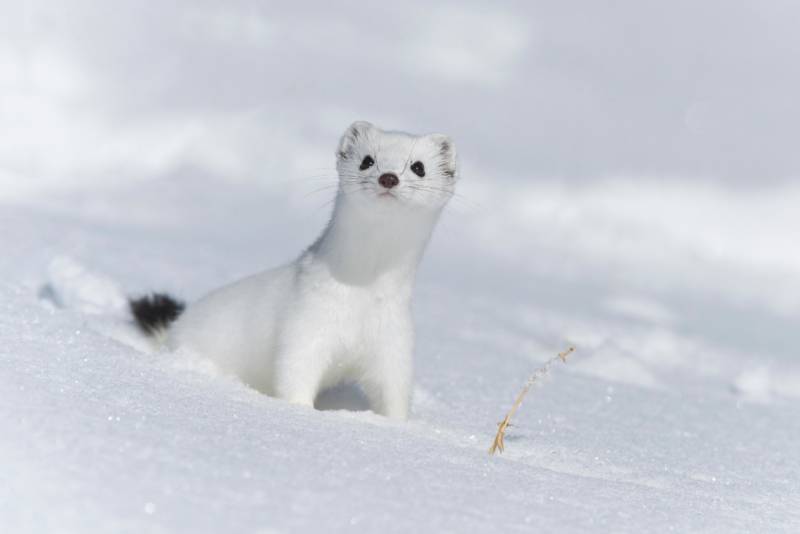 Горностай (82 фото) - описание хищного животного, где живет, чем питается, как выглядит