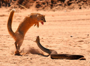 Мангуст (79 фото) - описание животного, где обитает, питание ...
